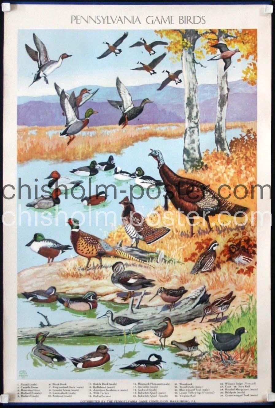 Pennsylvania Game Birds | Original Vintage Poster | Chisholm Larsson ...