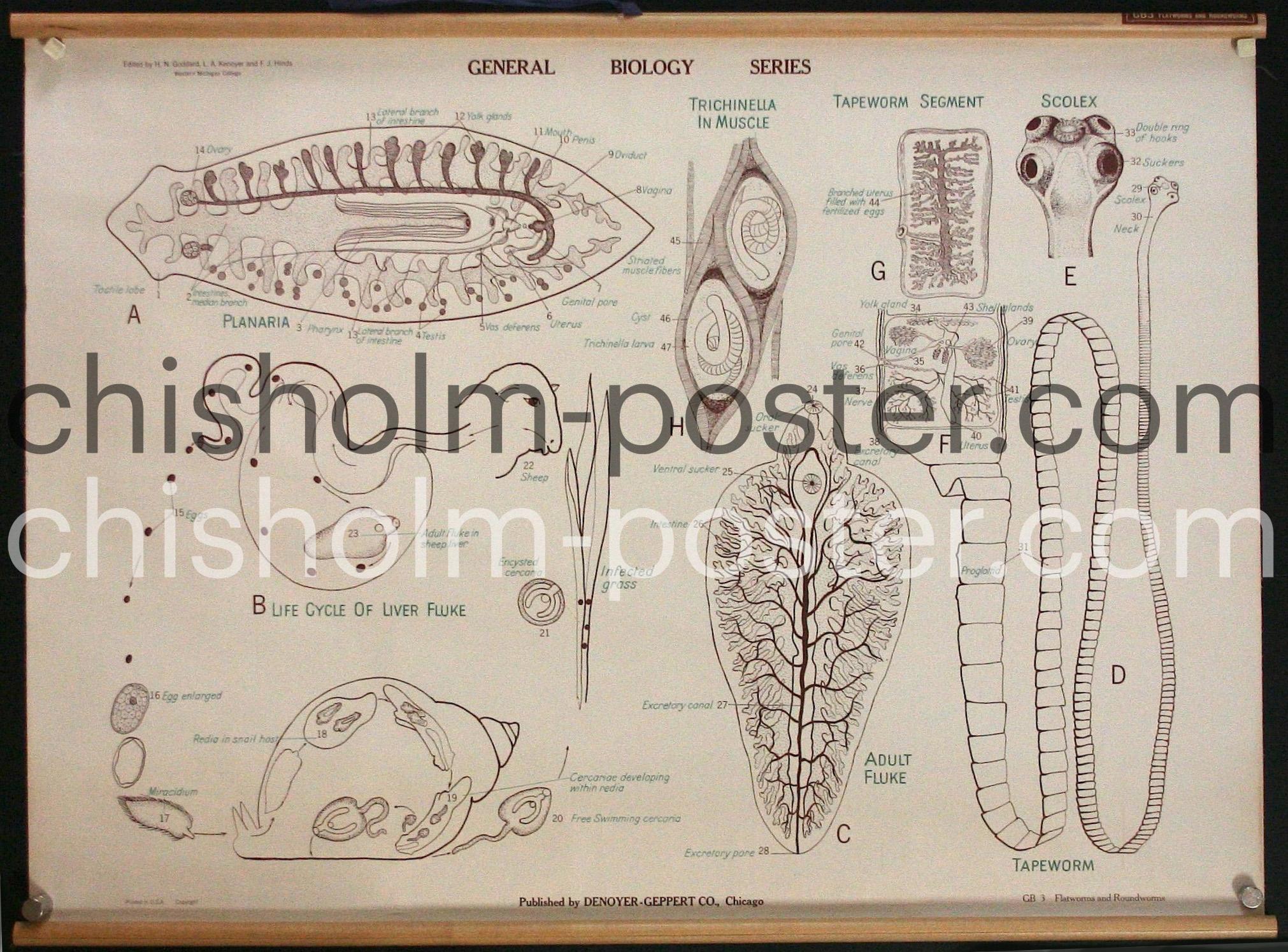 Flatworms and Round Worms- General Biology Series- Educational Chart ...