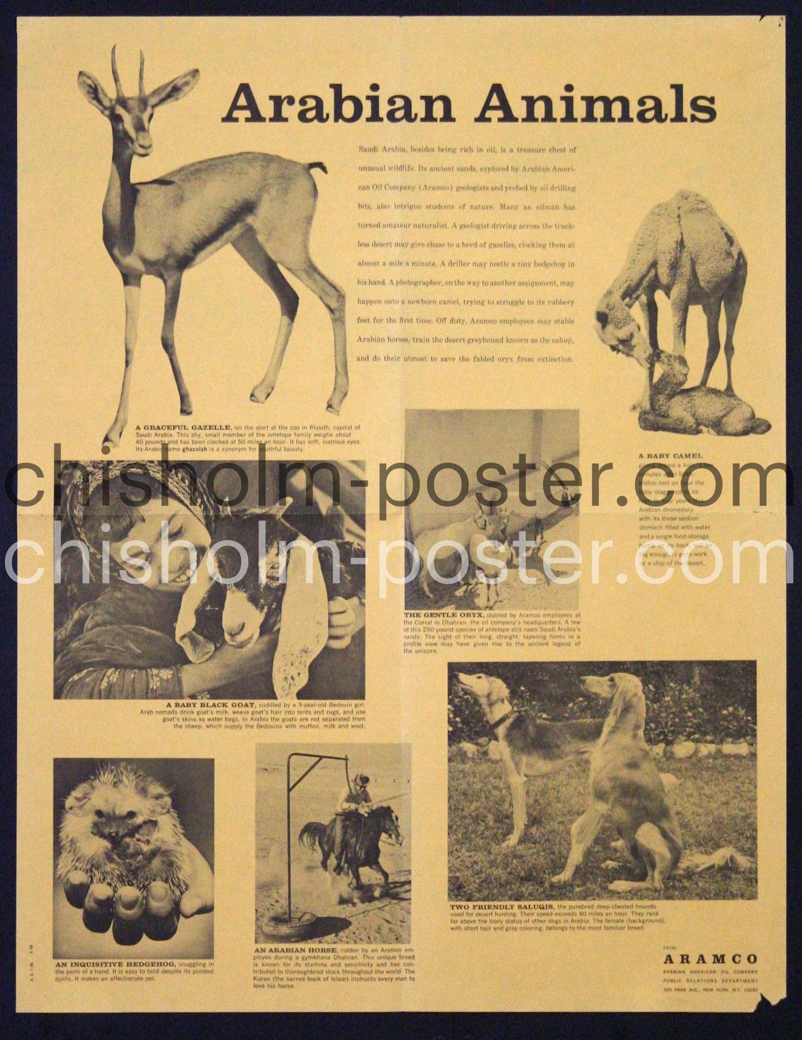 Aramco - Arabian Animals | Original Vintage Poster | Chisholm Larsson ...