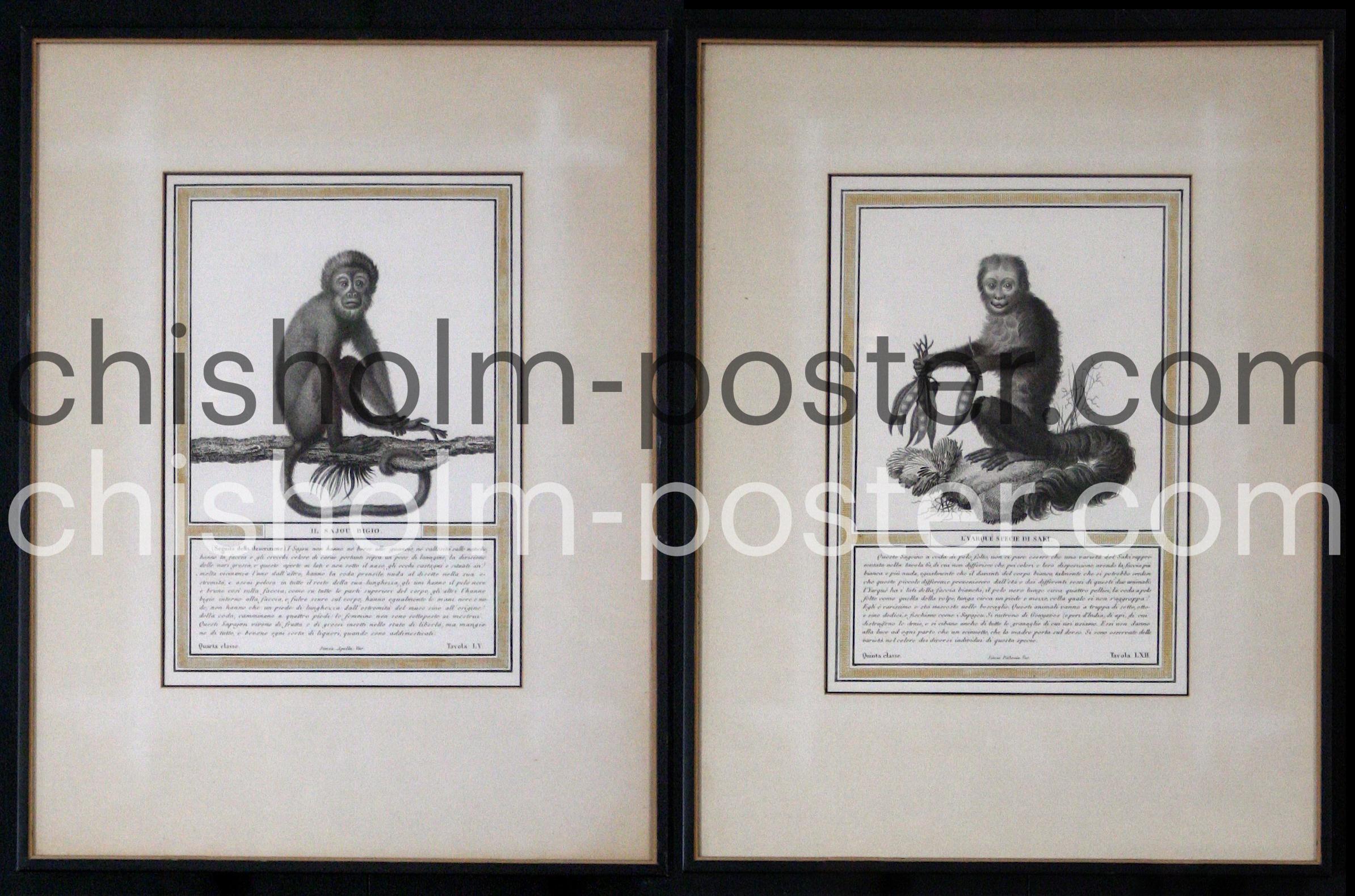 Jacob Monkey Engravings (Set of 2) | Original Vintage Poster | Chisholm ...
