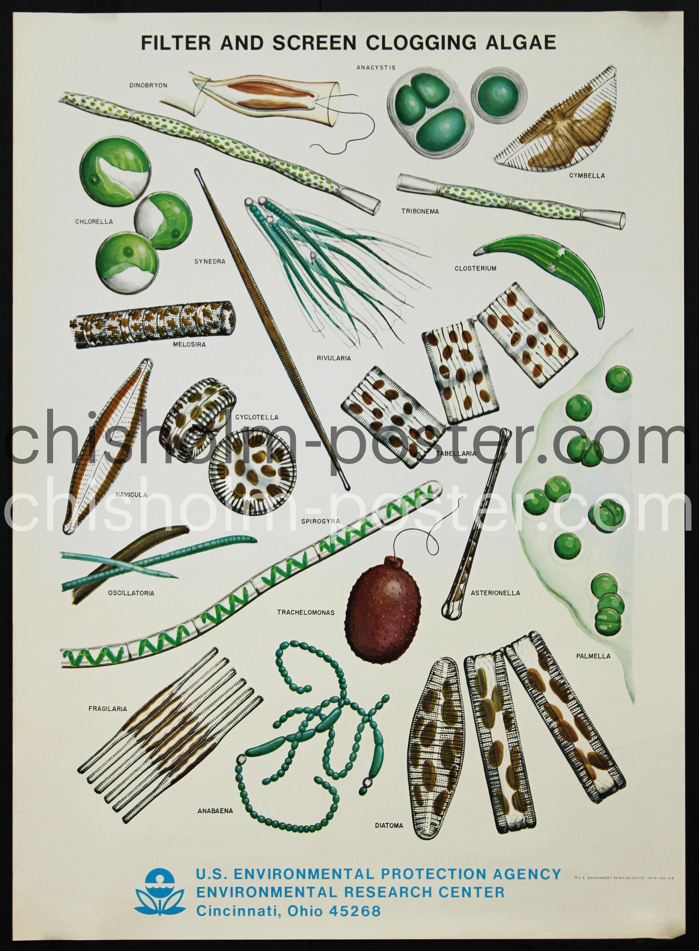 Filter and Screen Clogging Algae - U.S. Environmental Protection Agency ...