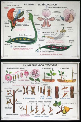 La Fleur - La Fecondation - La Multplication Vegetative (Double Sided ...