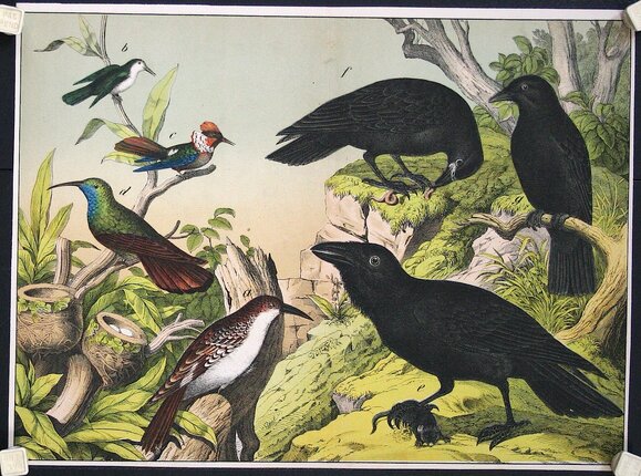 Bird Etching Print IX | Original Vintage Poster | Chisholm Larsson Gallery