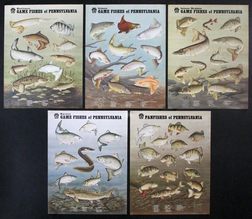 Game & Fishes of Pennsylvania (Set of 5) | Original Vintage Poster ...