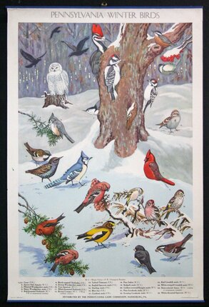 Pennsylvania Winter Birds | Original Vintage Poster | Chisholm Larsson ...